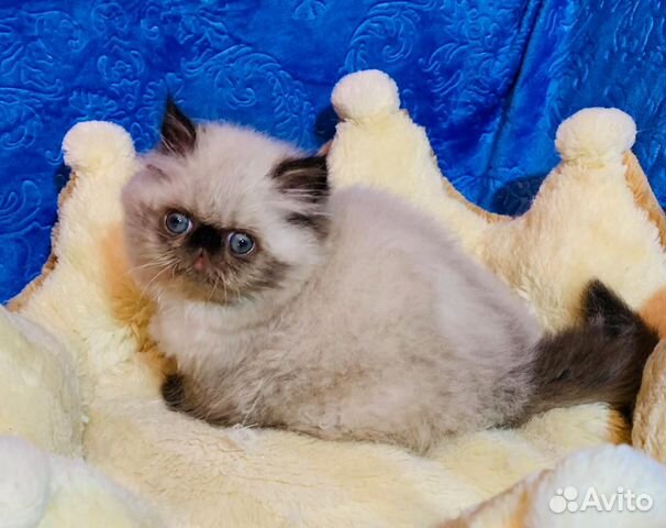 Синеглазая Королева