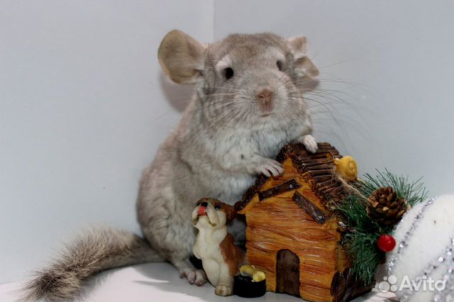 Шиншилла мальчик Эбони пастель носитель фиолета