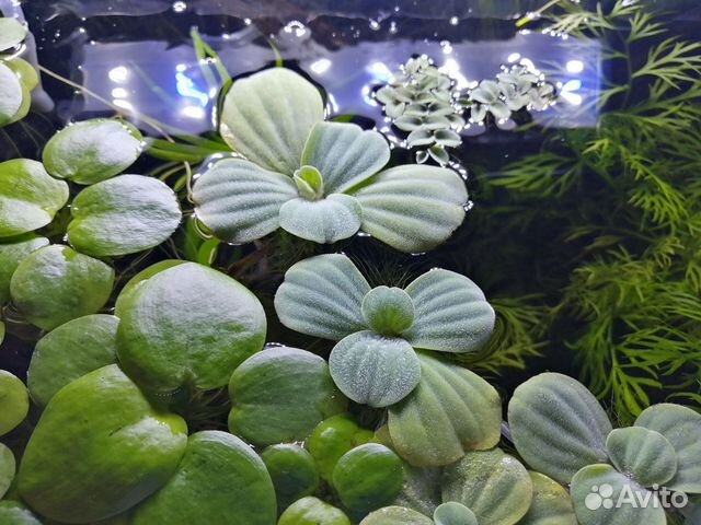 Аквариумные растения