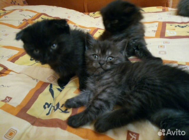 Котята 1,5 мес