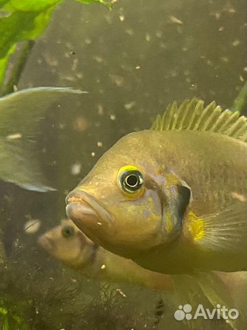 Рыба принцесса Бурунди