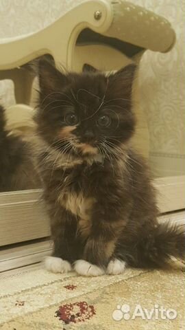 Сибирская кошка два с половиной месяца