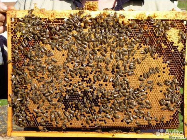 Продам пчелопакеты