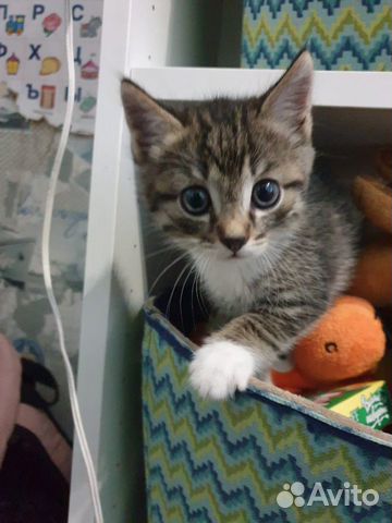 Кот молодой