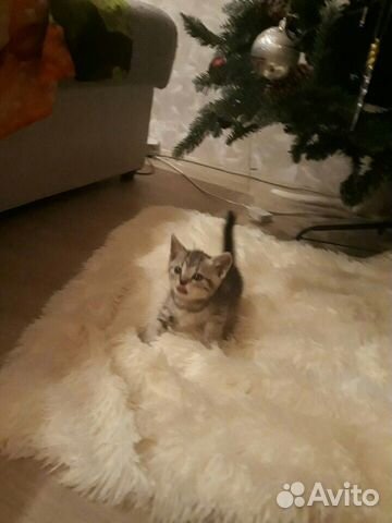 Британские котята