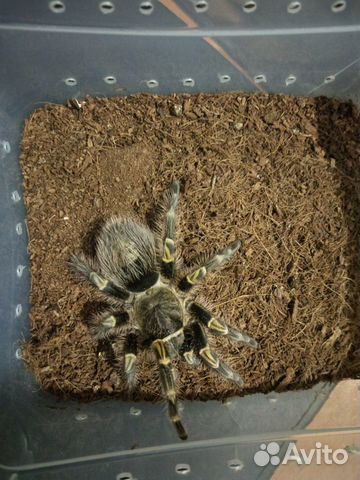 Паук птицеед Grammostola aureostriata L9