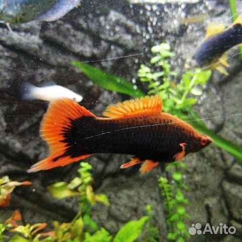 Гуппи и Меченосцы