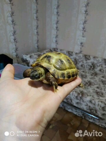 Черепаха сухопутная