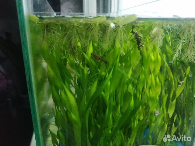 Валлиснерия спиралевидная