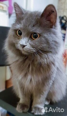 Кошка Милаша