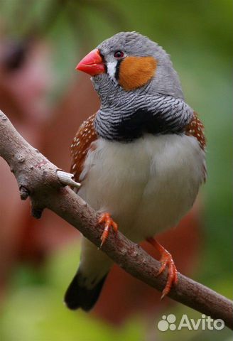 Зебровые амадины