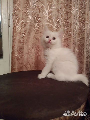 Смесь с майн-куном