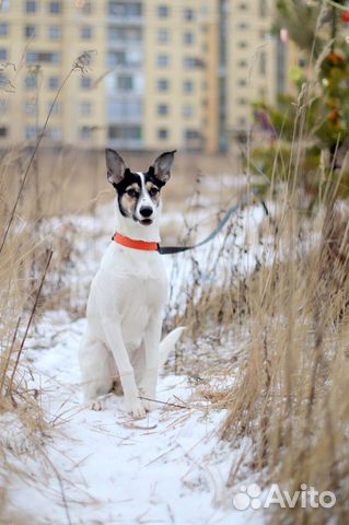 Тонкая, умная, метис джека-рассела, 6 мес