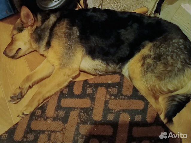 Отдадим маленькую собачку в хорошие руки