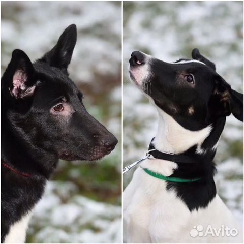 Собаки (щенки)