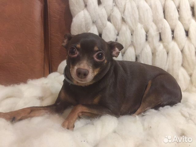 Собака, пражский крысарик