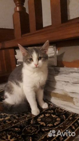 Особенный глухой котенок в заботливые руки