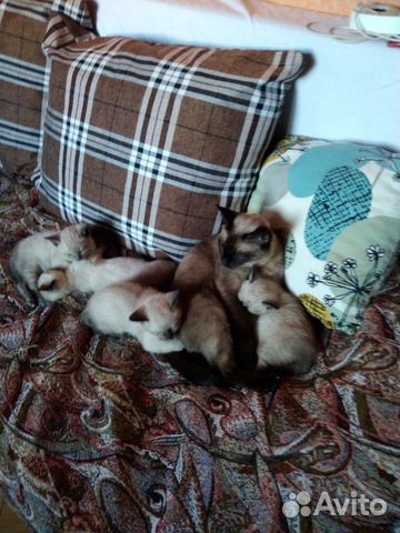 Тайские котята