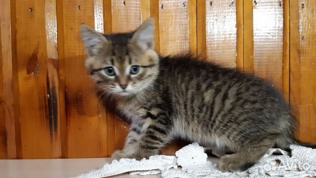 Котята