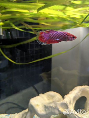 Рыба Петушок (курочка)