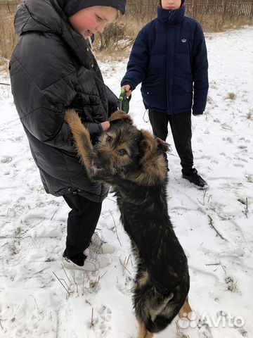 Суперпозитивный щенок Ника, метис терьера в дар