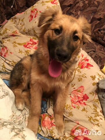 Девочка а-ля овчарочка