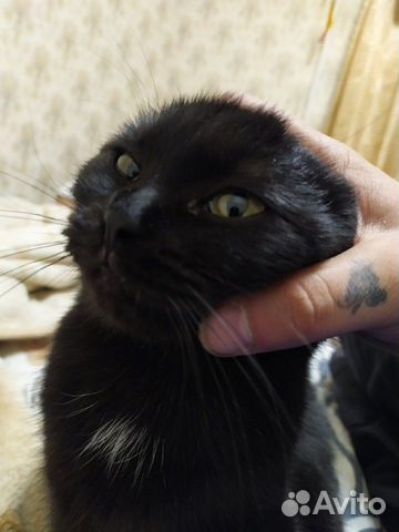 Черная шотландская кошечка