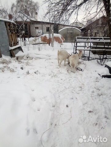 Козы