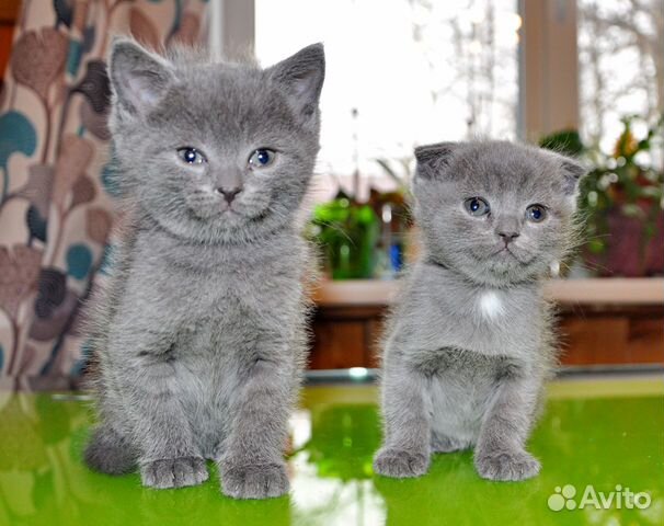 Шотландские котята