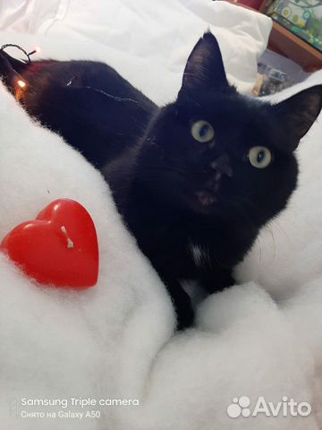 Зеленоглазый кот