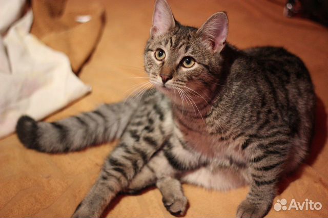 Очаровательный котик подросток (5 месяцев) в дар