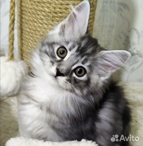 Серебрянные котята гиганты