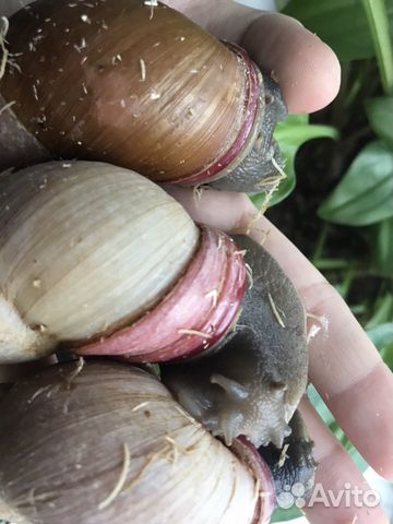 Улитки Megalobulimus oblongus (мегасы)
