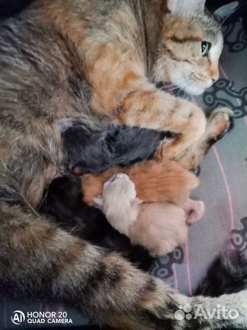 Котята