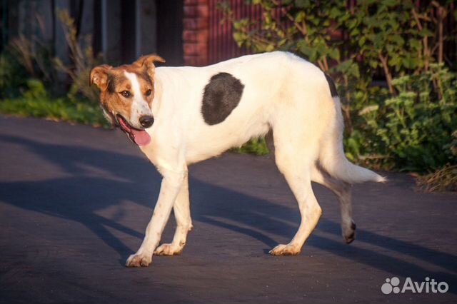 Красавица и умница Джесси в добрые руки