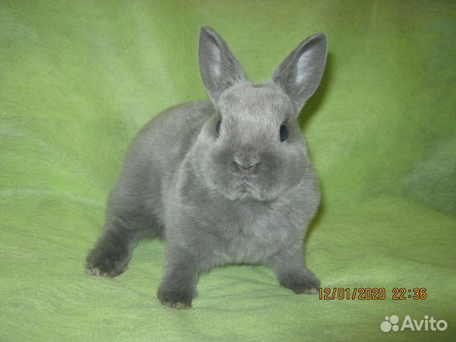 Карликовые рексы, мальчишки