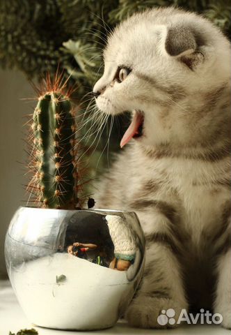 Кот шотландский