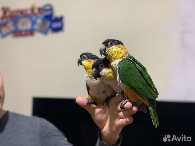 Черноголовый Каик птенец выкормыш