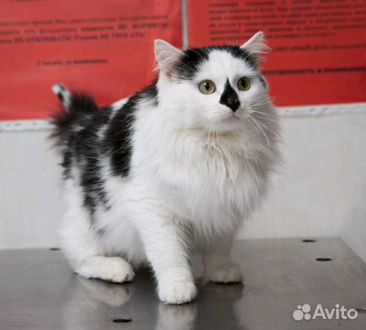 Отдадим в хорошие и ответственные ручки