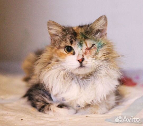 Особенная кошечка Лиза