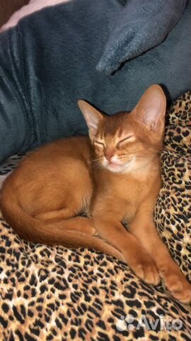 Абиссинская кошечка