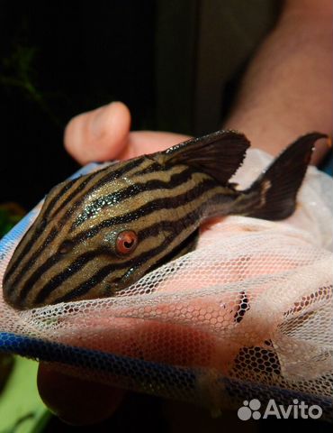 Королевский панак