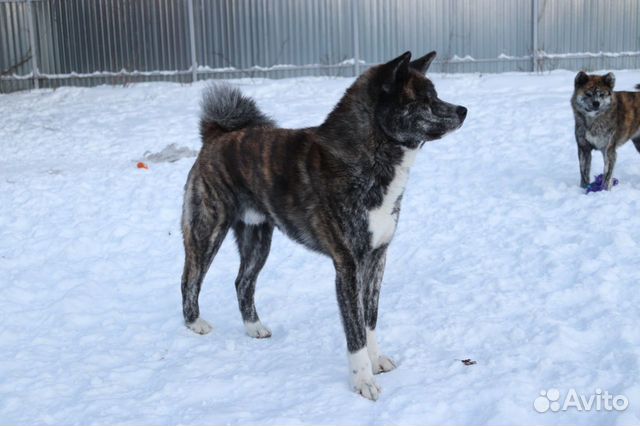 Щеночки Японской Акиты