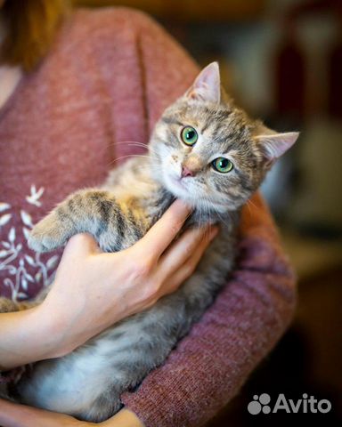 Котенок в добрые руки