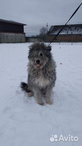 Элис ищет свой дом