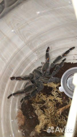 Пауки птицееды самцы ирминия и инсеи