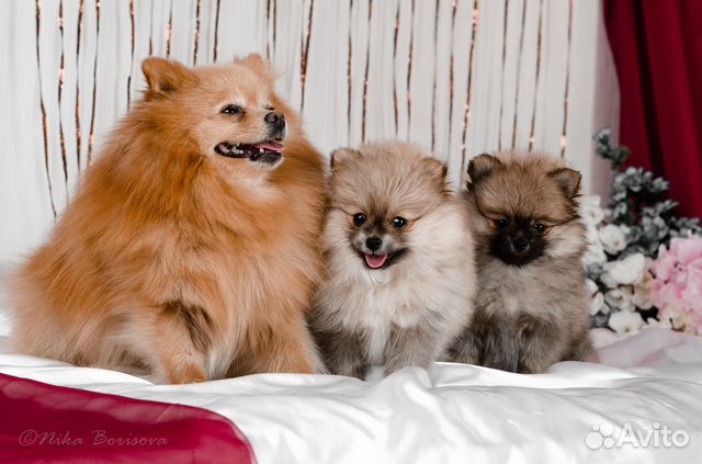 Шикарные щенки немецкие шпицы-мишки, РКФ