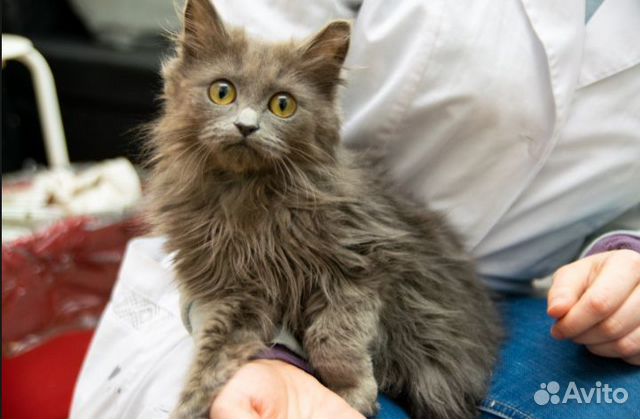 Кошка