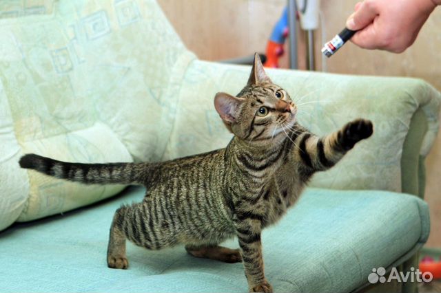 Активная красавица Нора в дар