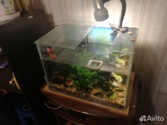 Аквариум с рыбками. внутри скалярии